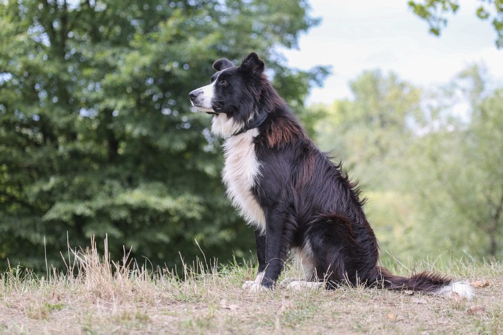 4-year-old asks God to watch over her late dog, gets sweetest reply