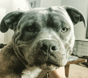 Talented American Bulldog Jams To His Favorite Tune