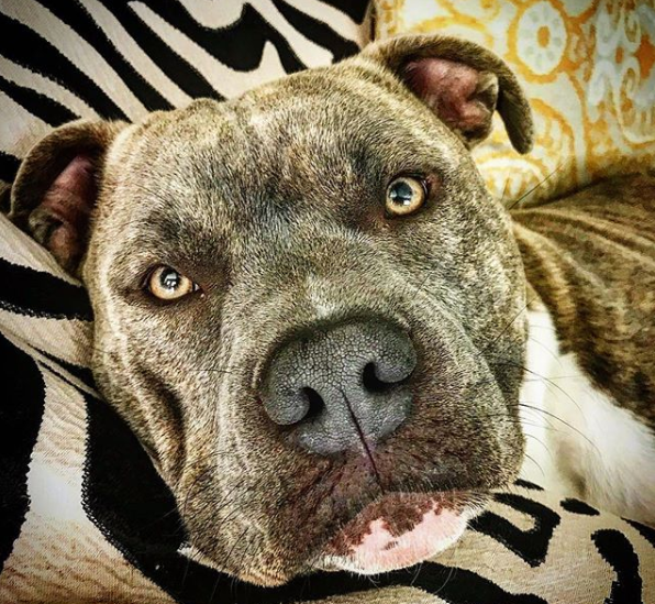 Talented American Bulldog Jams To His Favorite Tune