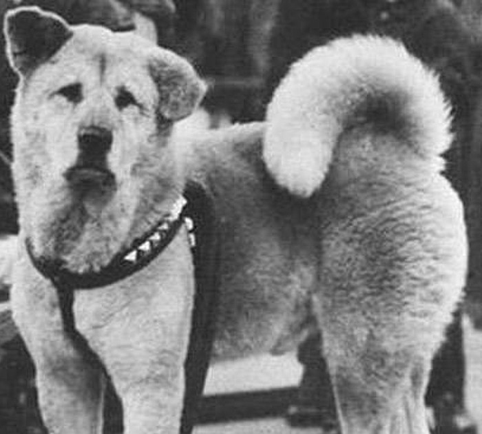 4-Year-Old Sings Puppy A Sweet Lullaby