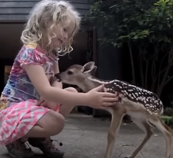 Fawn Tries To Befriend Little Girl