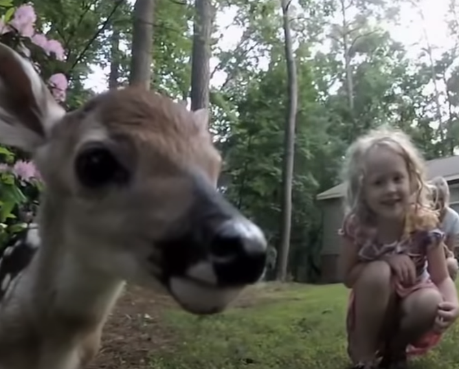 Fawn Tries To Befriend Little Girl