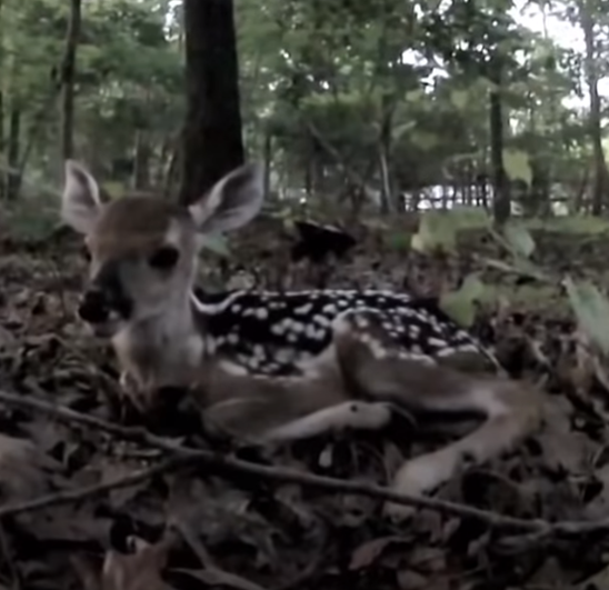 Fawn Tries To Befriend Little Girl