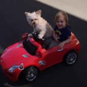 Small Dog “Drives” Toddler Around In Red Convertible