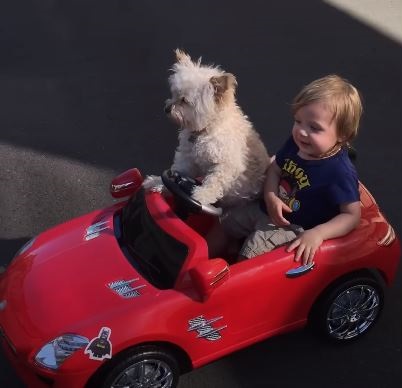 Small Dog “Drives” Toddler Around In Red Convertible