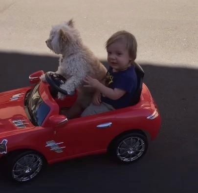 Small Dog “Drives” Toddler Around In Red Convertible