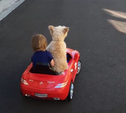 Small Dog “Drives” Toddler Around In Red Convertible