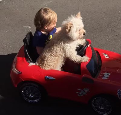 Small Dog “Drives” Toddler Around In Red Convertible