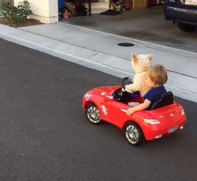 Small Dog “Drives” Toddler Around In Red Convertible