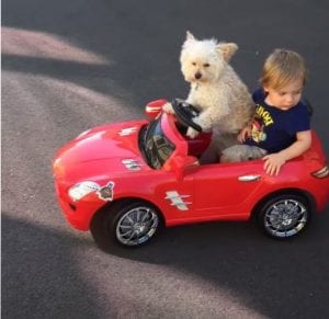 Small Dog “Drives” Toddler Around In Red Convertible
