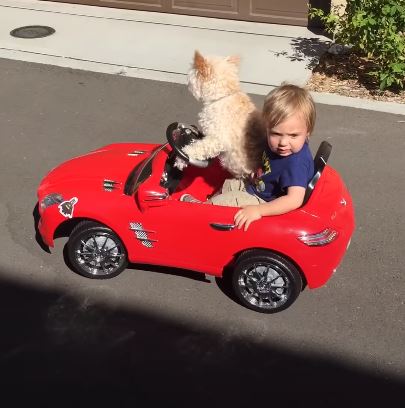 Small Dog “Drives” Toddler Around In Red Convertible