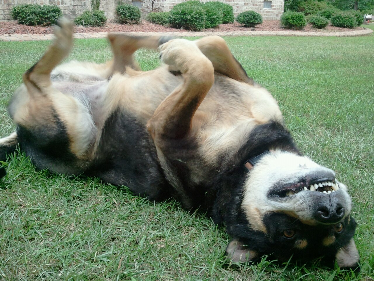 Mom Finds Rescue Dog Napping With Toddler