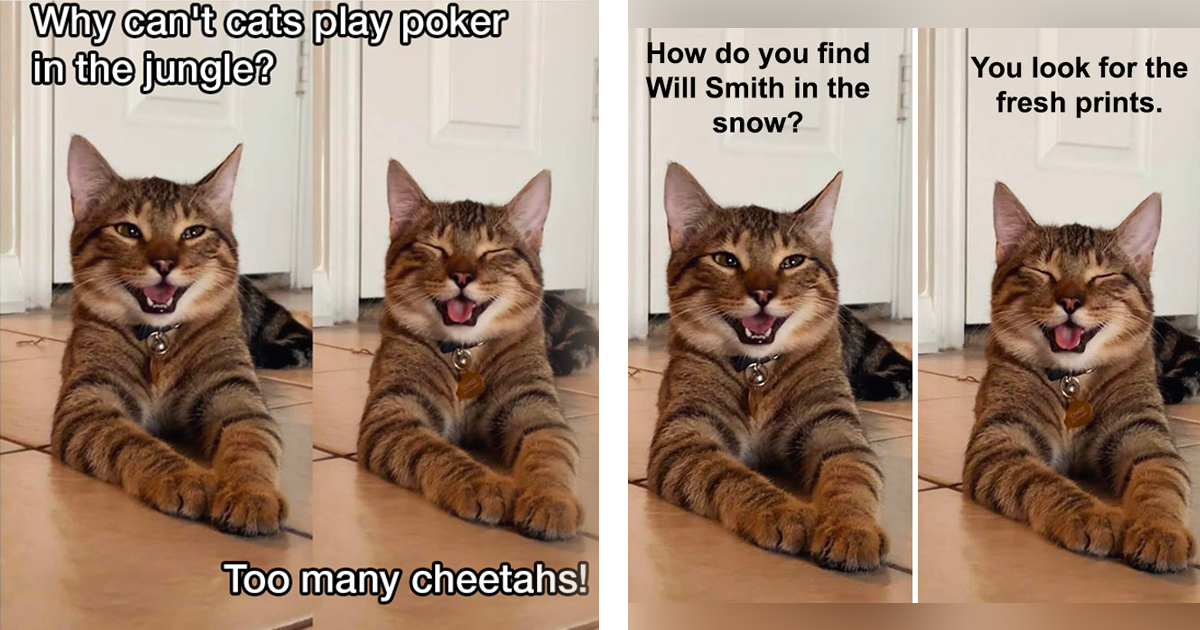 Internet transforms cat laughing into a dad joke meme, and the results ...