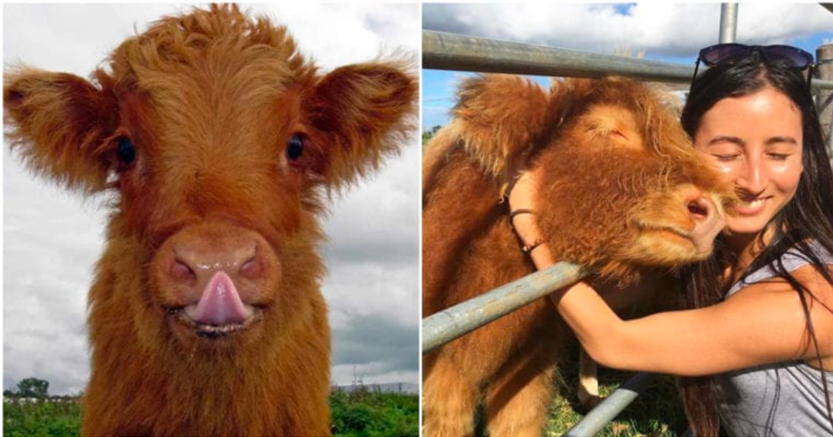 60 adorable cows who will convince you they’re just giant puppies