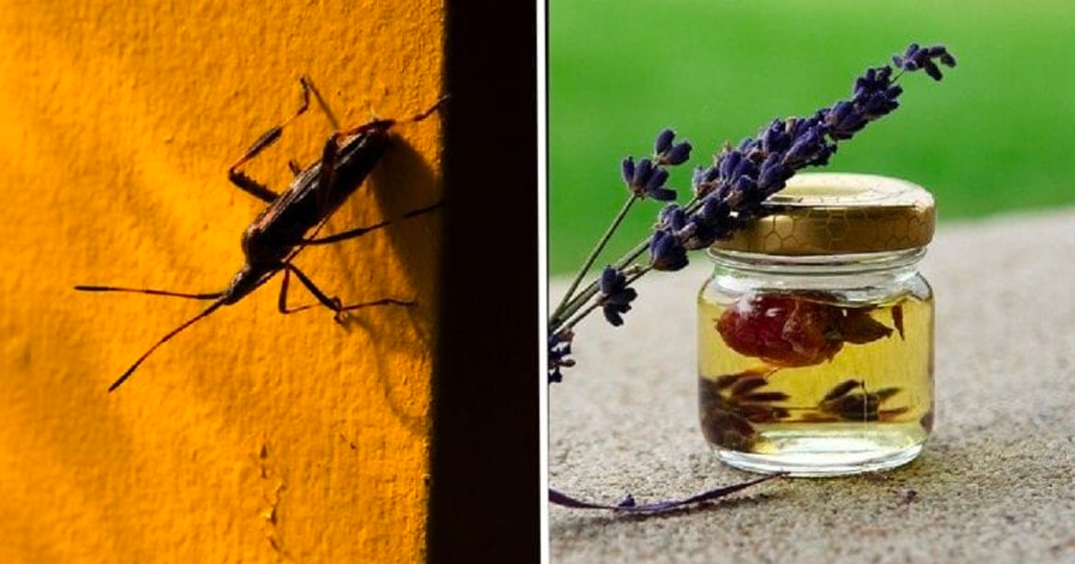 Expert shares 45 essential oils that naturally repel bugs
