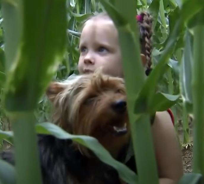 Cops follow the sound of dog barking in cornfield and discover missing ...