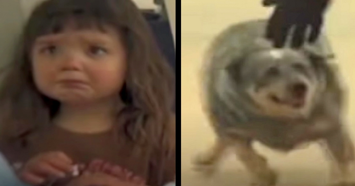 Family dog helps keep missing toddler warm in the Arizona wilderness