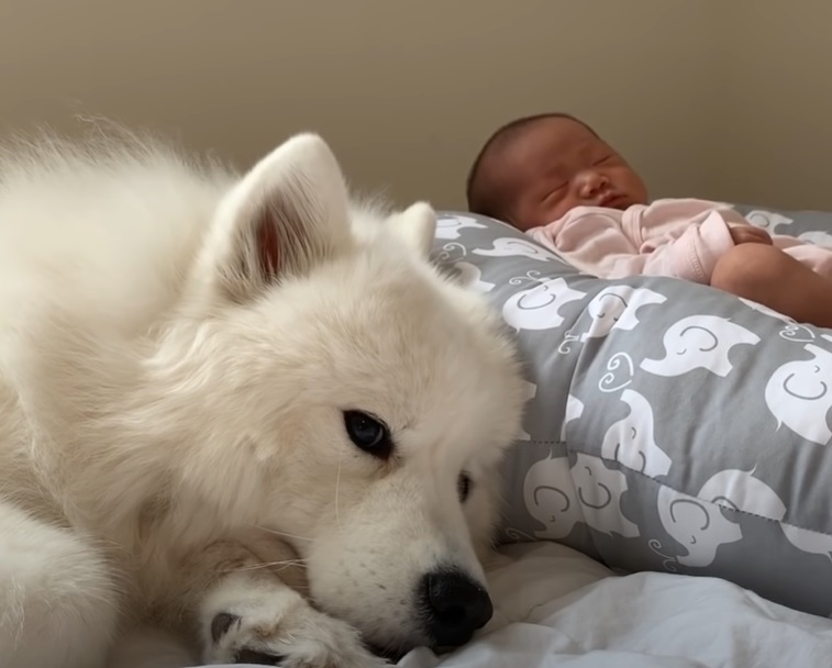 Samoyed welcomes home new baby sister