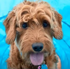 ‘Talking’ Goldendoodle melts hearts professing his love for new baby ...